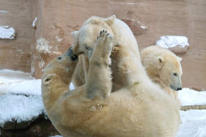 Local destination Nuremberg Zoo in Nuremberg - DOATRIP.de